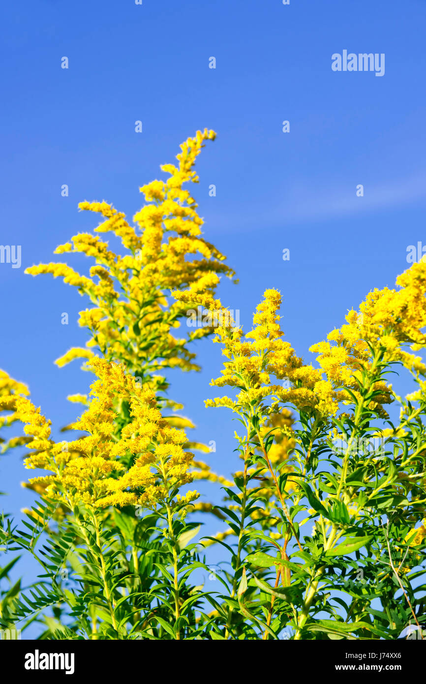 flower plant bloom blossom flourish flourishing weed hay plants weeds ...