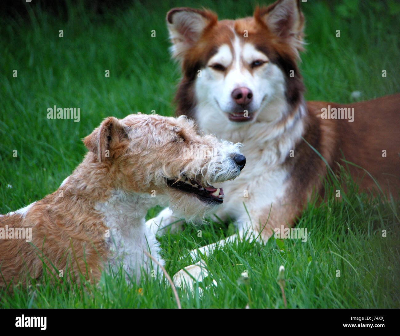 fox and husky Stock Photo - Alamy