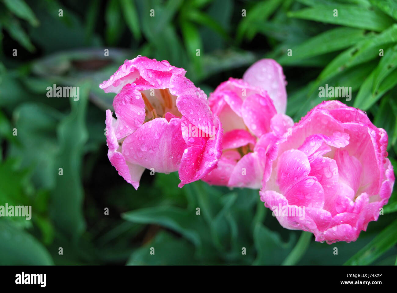 tower reprove germany german federal republic lighthouse isle island ...