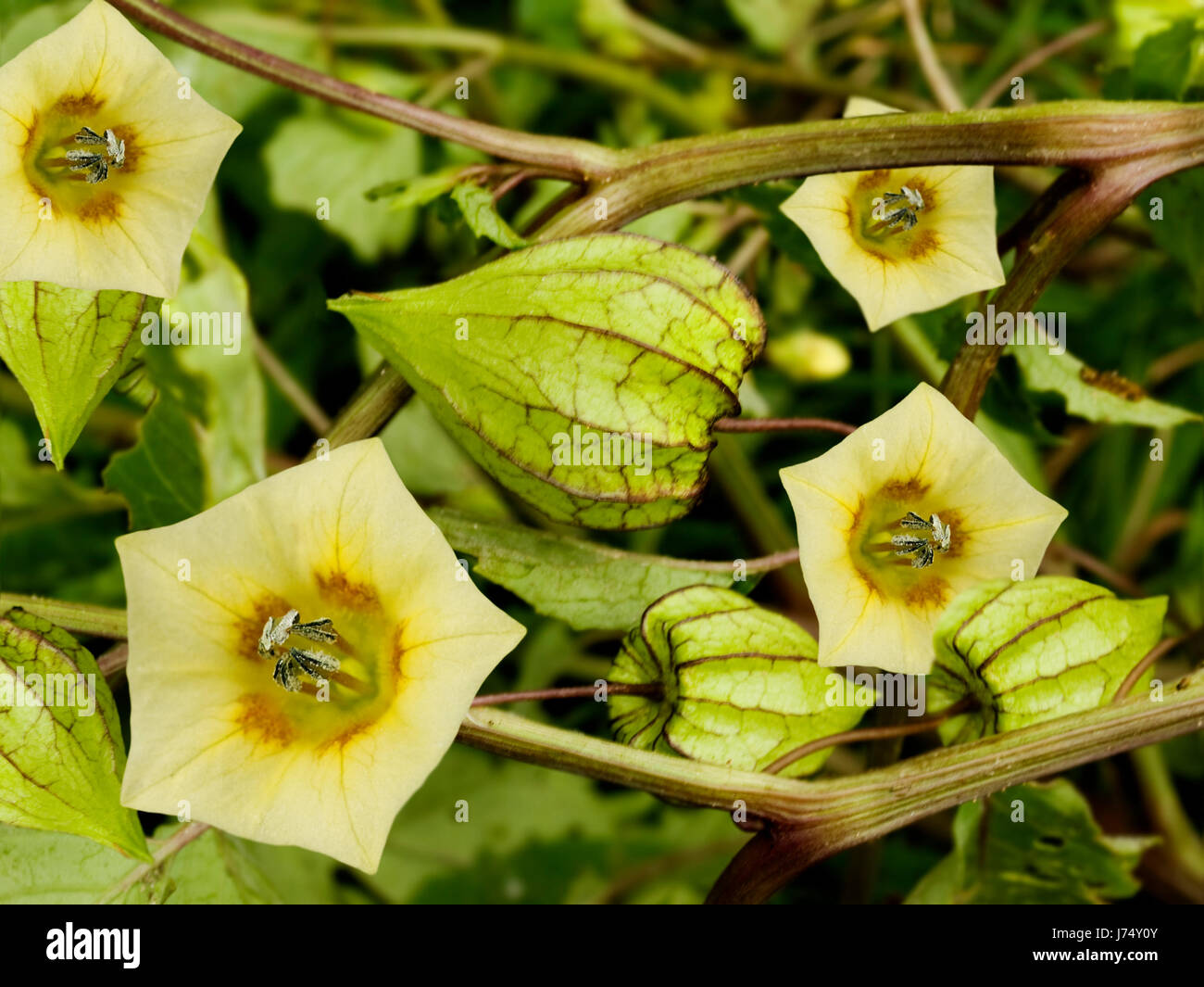 food aliment fruit berry gooseberry australian healthy food aliment ...