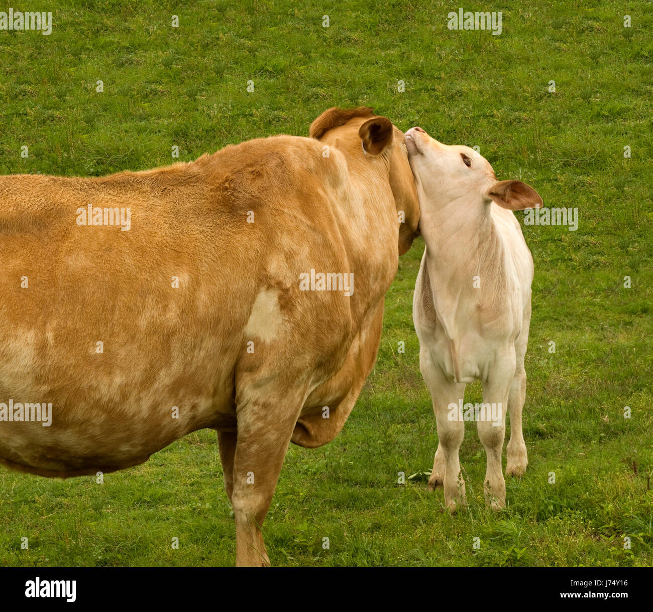 agriculture farming cow cattle calf love in love fell in love female ...