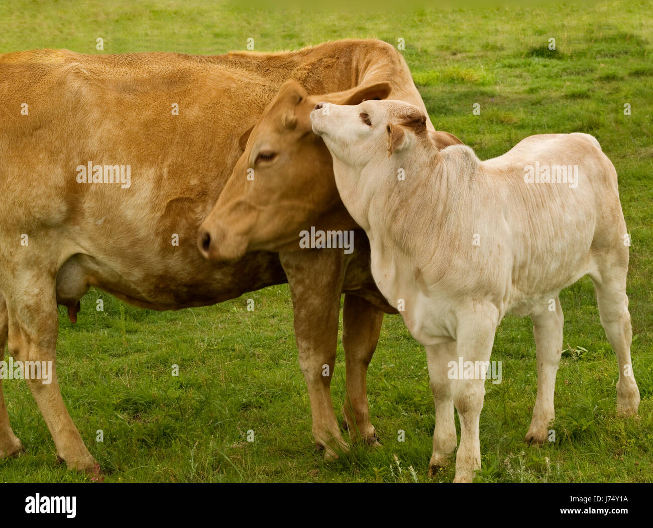 cow farm calf beef female animal mammal brown brownish brunette ...