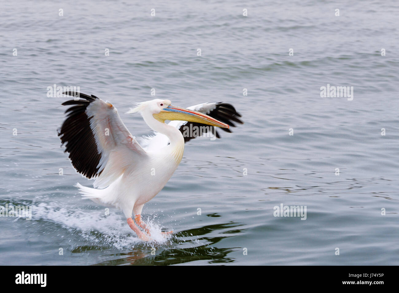 blue bird birds wing feathers dash pelican water drop drip drops ...