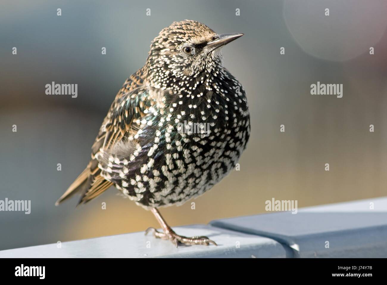 starling singing-bird bobolinks bird curious nosey nosy animals ...