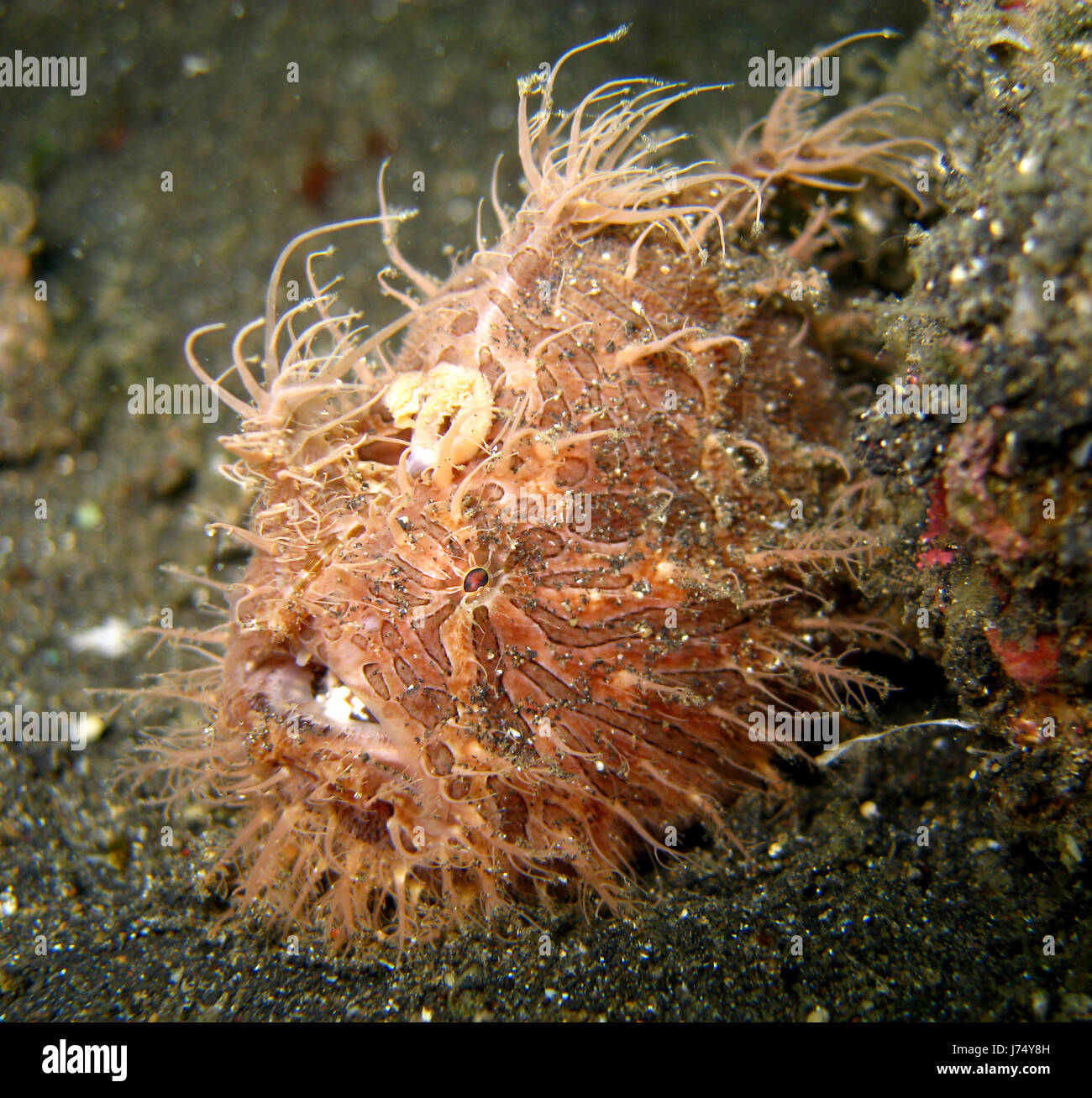 camouflage hairs hairy angle fish rare masked rods hairy frogfish ...