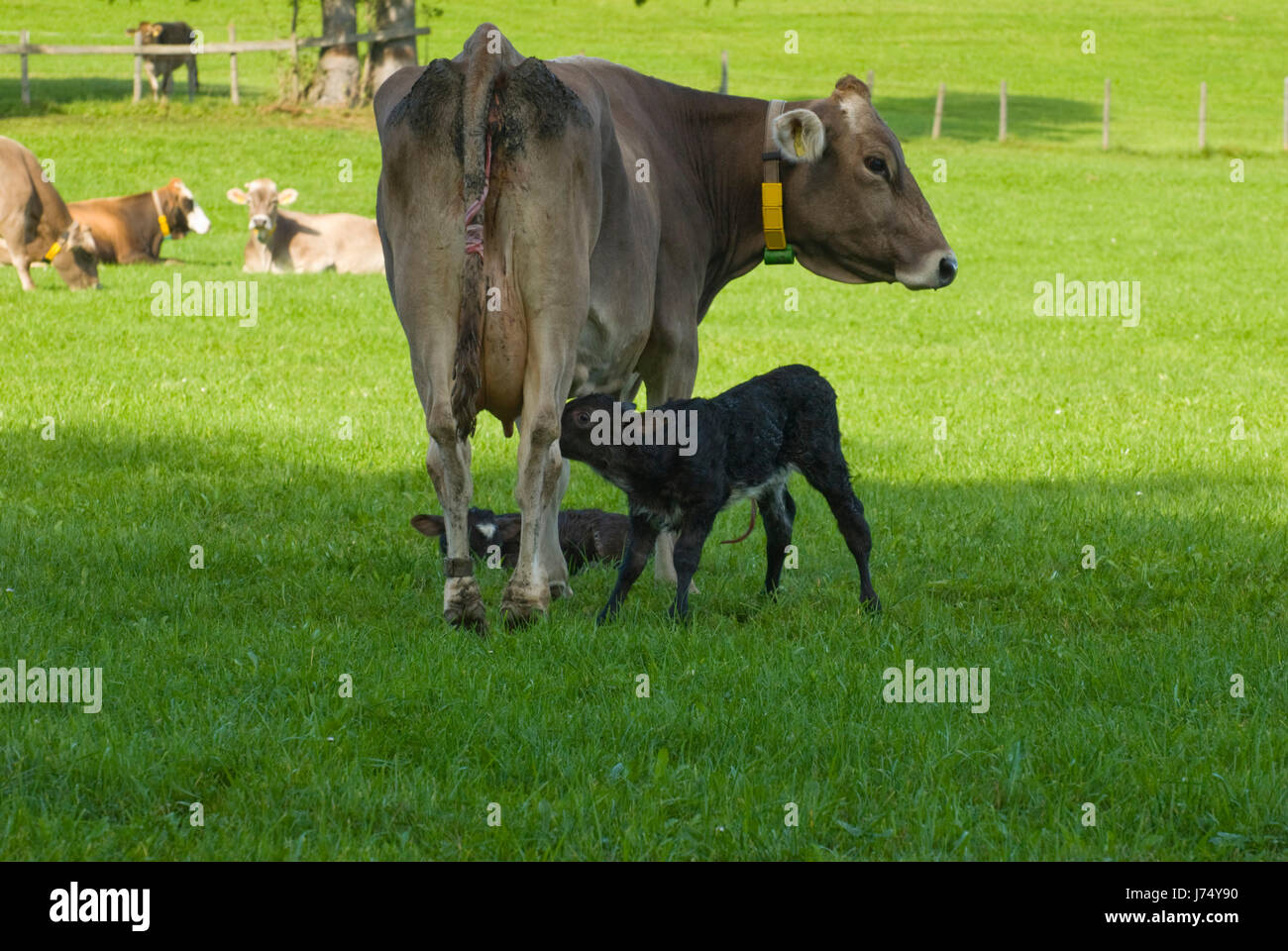 Umbilical cord cow hi-res stock photography and images - Alamy