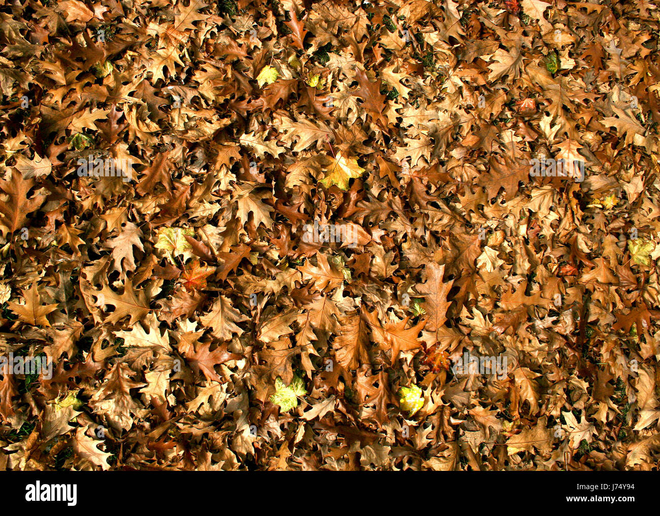 Decayed foliage backdrop hi-res stock photography and images - Alamy