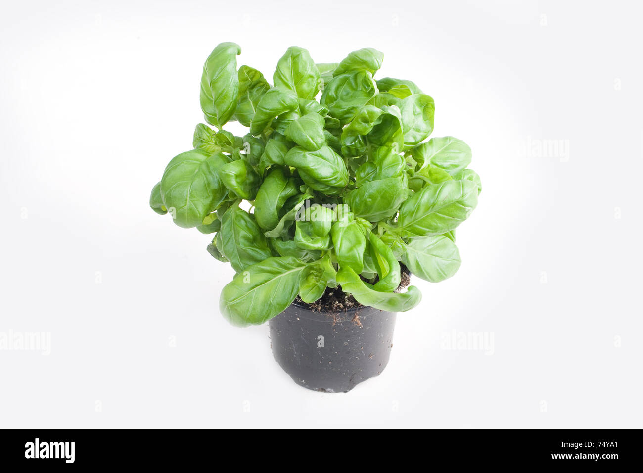 basil herb sticks Stock Photo - Alamy