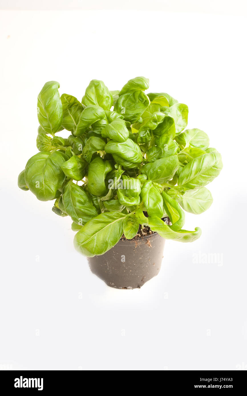 basil herb sticks Stock Photo - Alamy