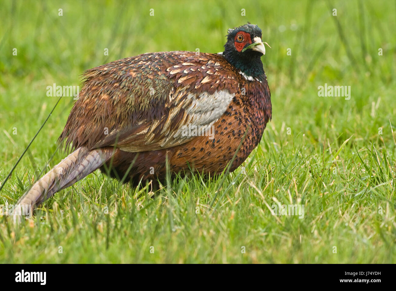 pheasant bird coloured colourful gorgeous multifarious richly coloured ...