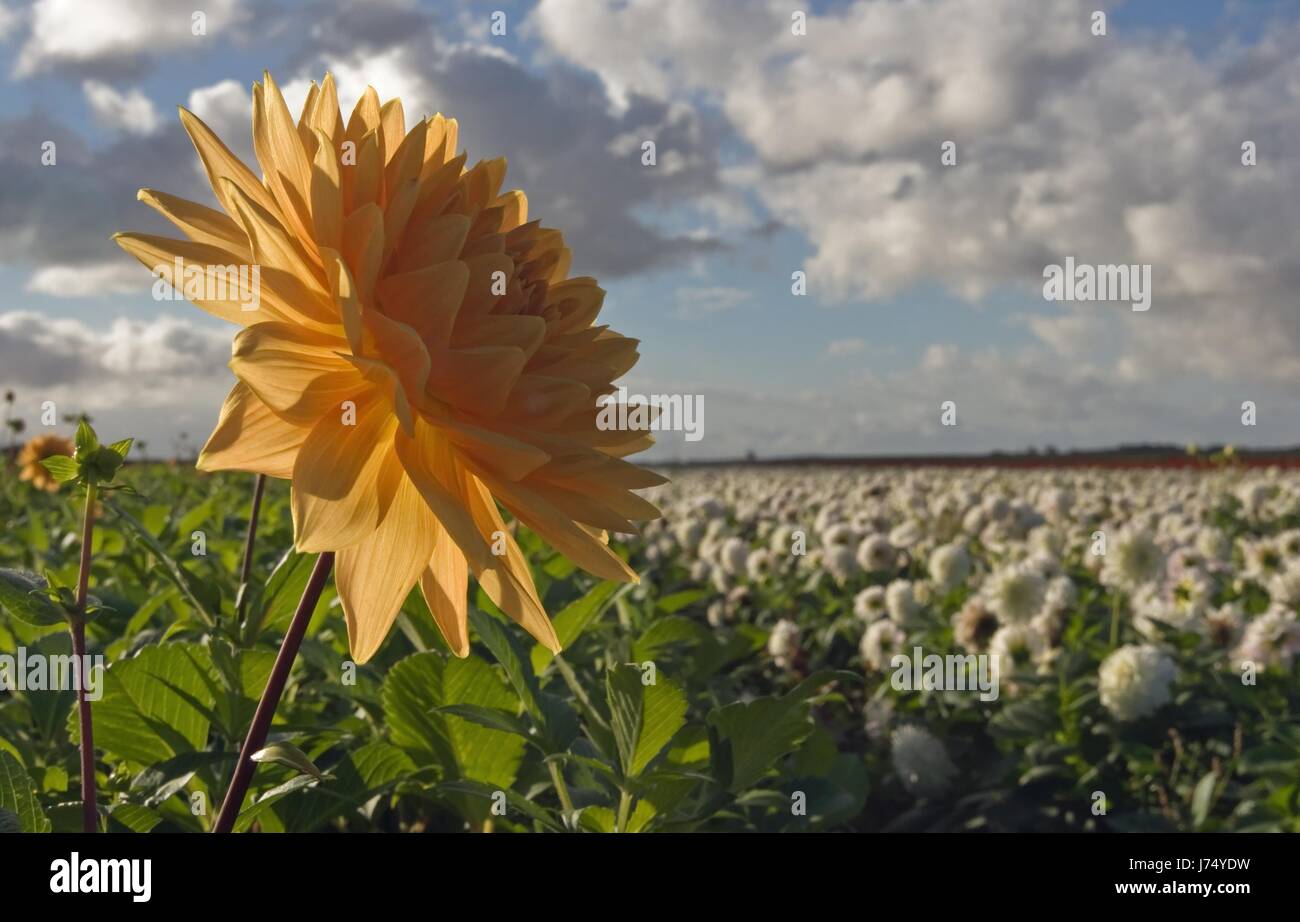 field of flowers environment enviroment agriculture farming flower ...