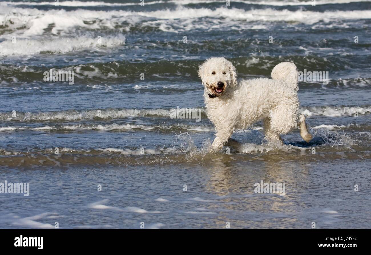dog salt water sea ocean water motion postponement moving movement game ...