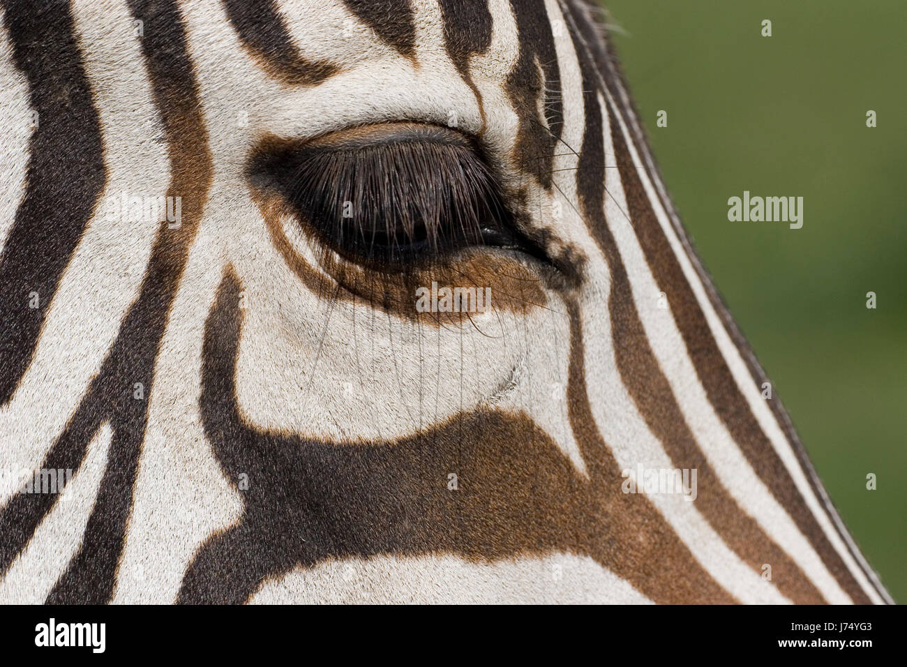 Tierauge hi-res stock photography and images - Alamy