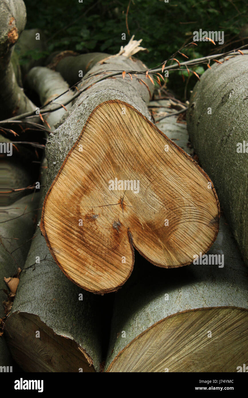 tree trunk bark heart shaped forest tree trunk bark heart shaped forest ...