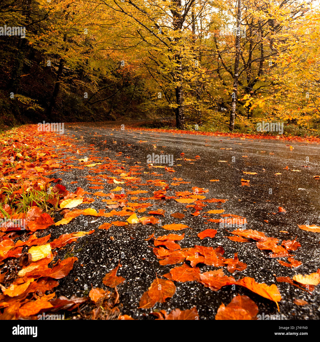 beautiful beauteously nice leaf tree trees landscape scenery ...