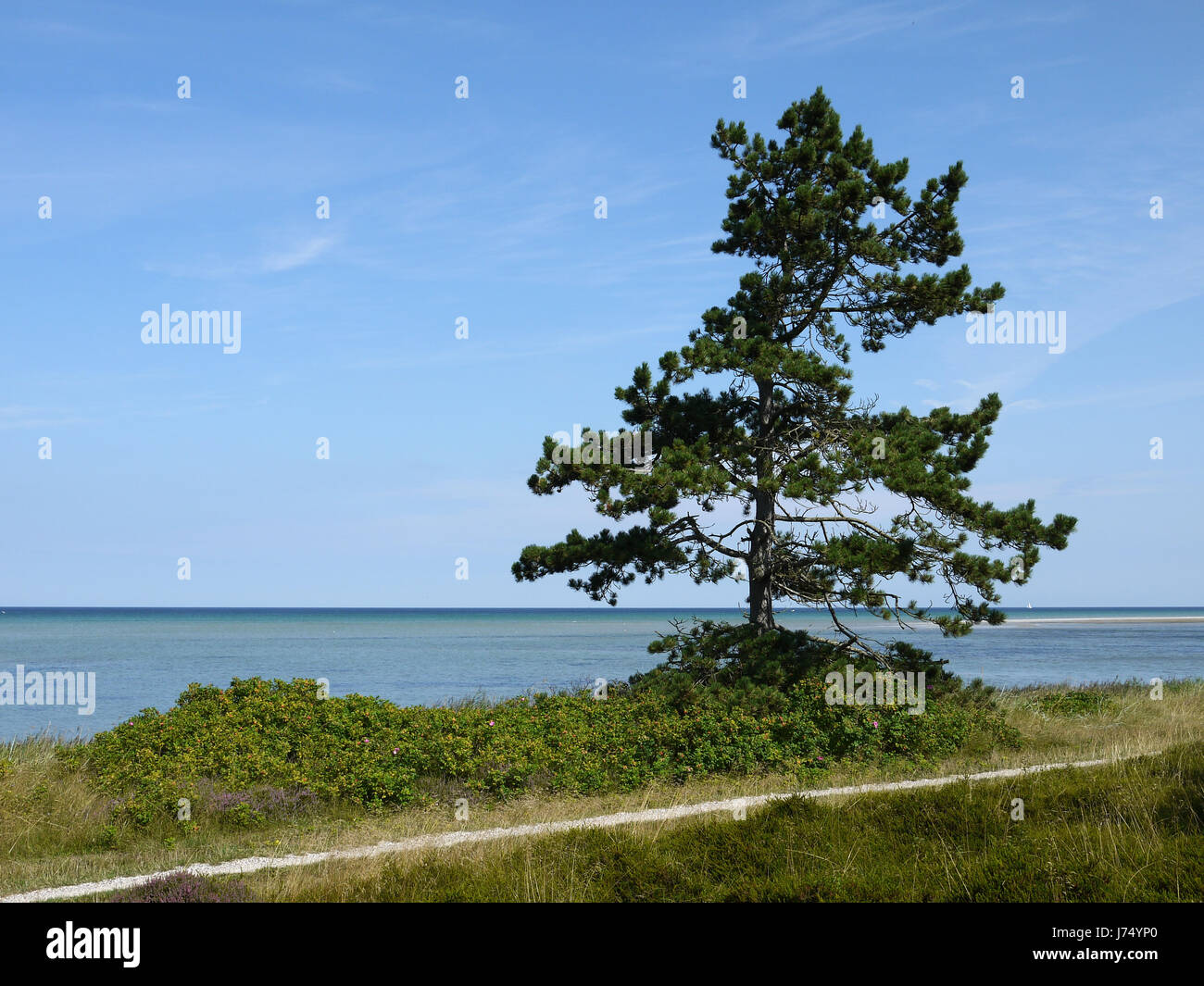pine beach seaside the beach seashore summer summerly denmark water ...