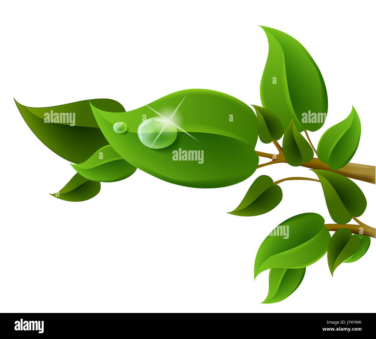 leaves spring drop water drop waterdrop water foliage nature drip drops ...