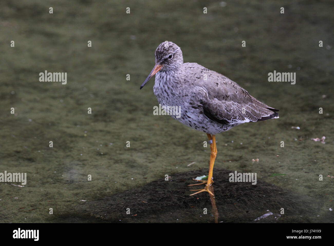 bird birds snipe waters animal bird birds waterfowls waterfowl fresh ...
