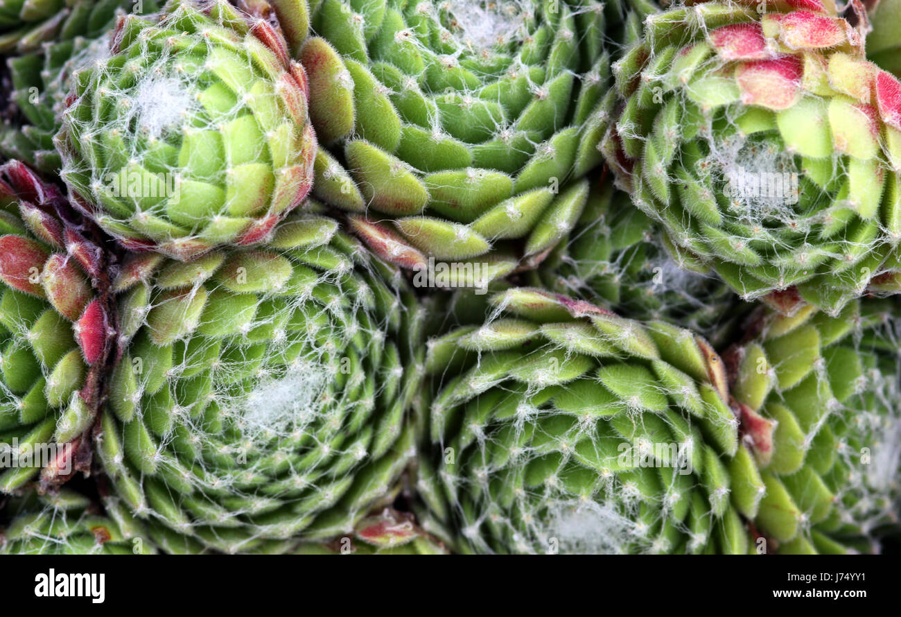 Perfect rosettes hi-res stock photography and images - Alamy