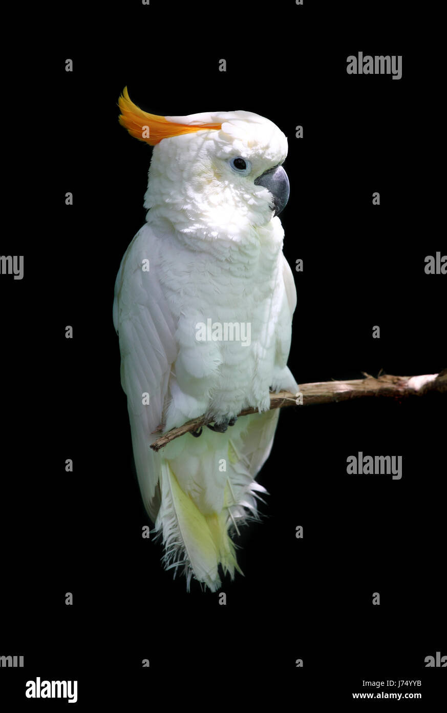 animals wing true parrots put sitting sit wings natural blue fauna ...