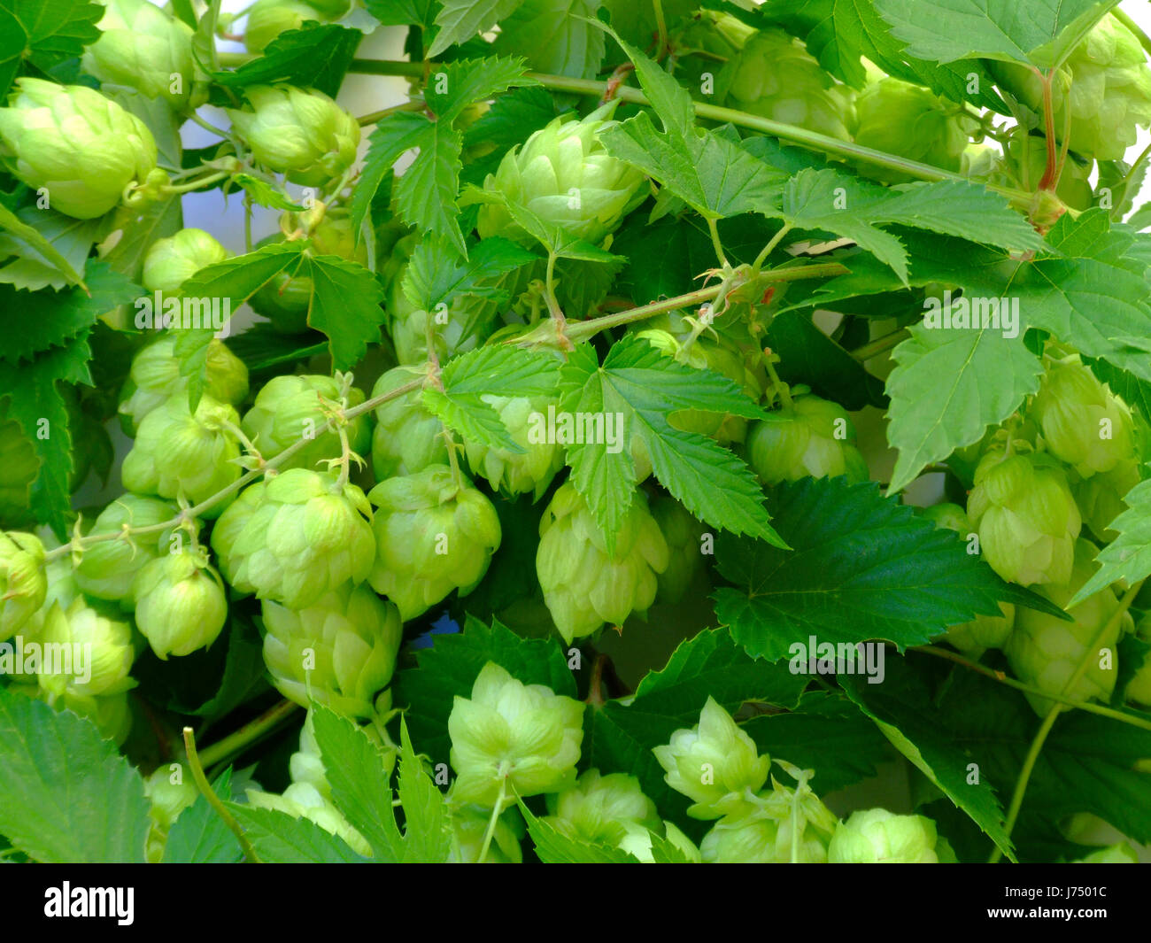 hops (humulus lupulus Stock Photo - Alamy