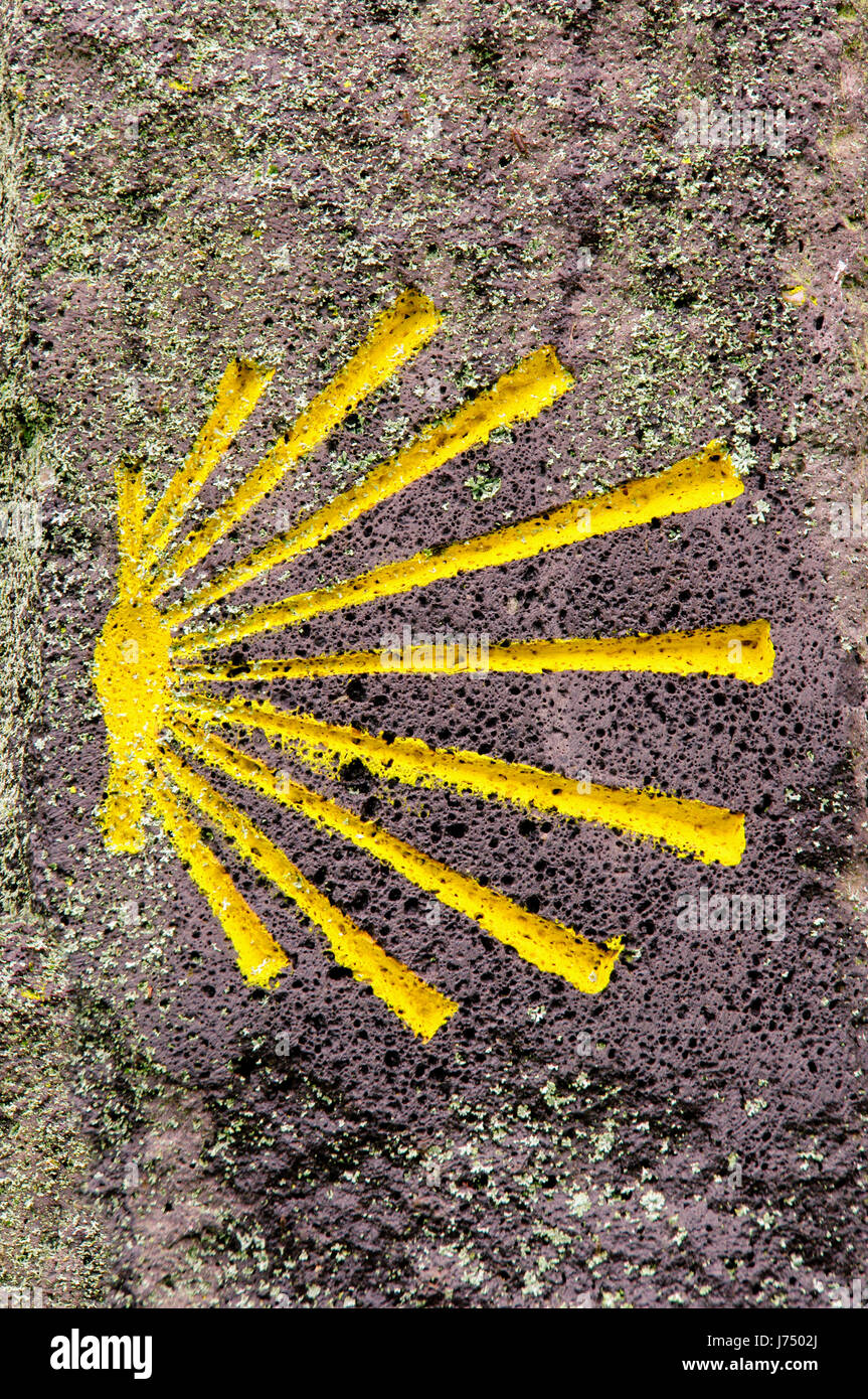 scallop - st james shell 07 Stock Photo - Alamy