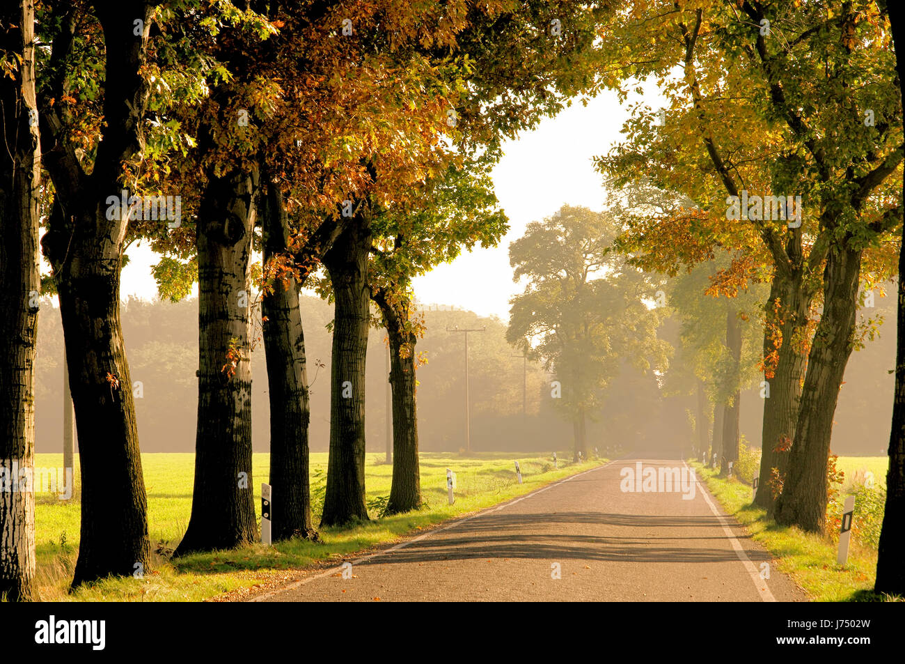 tree brown brownish brunette oak avenue street road fall autumn leaf ...