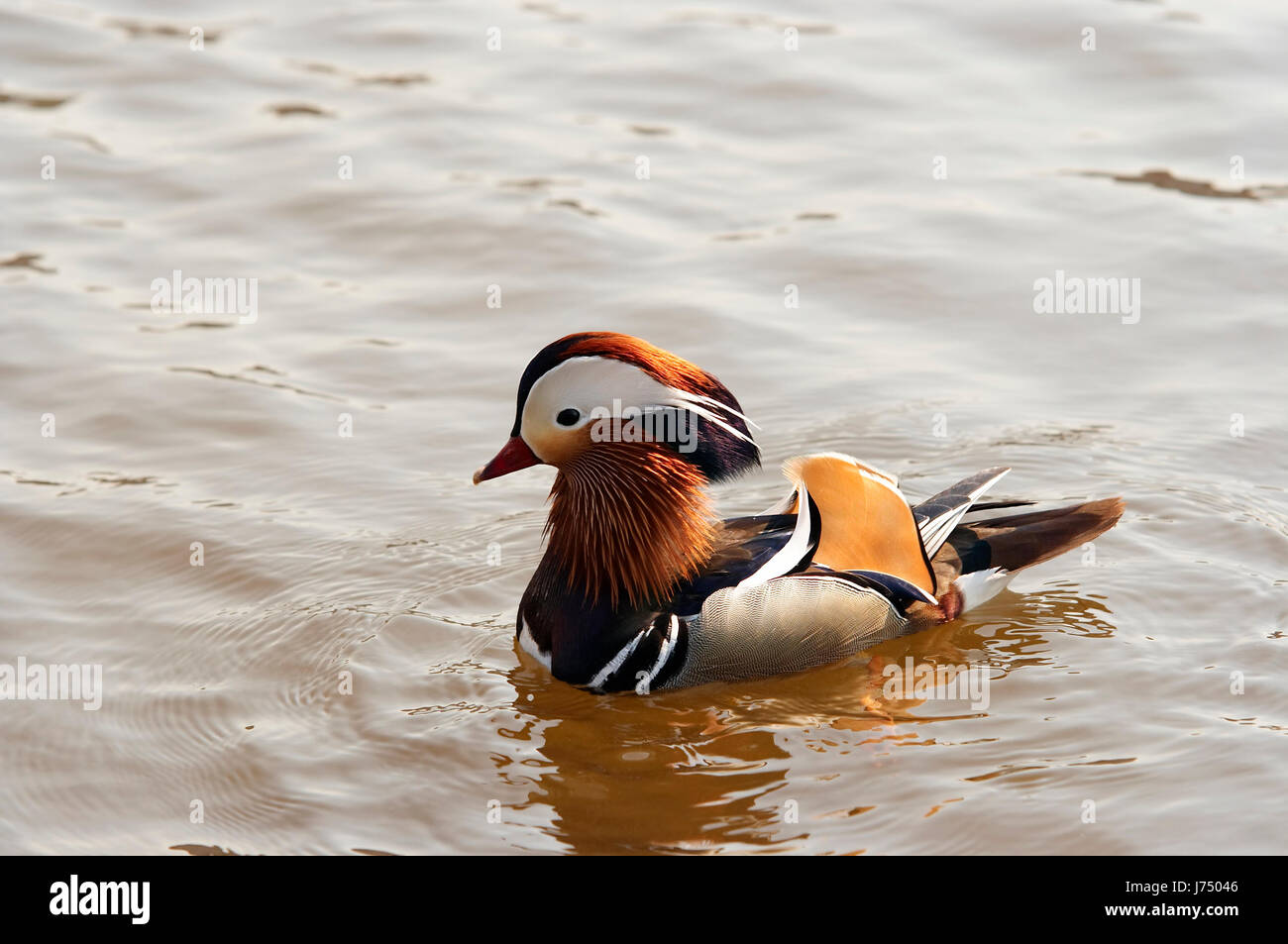 bird float duck mallard colored swimmer animal bird float beak duck ...