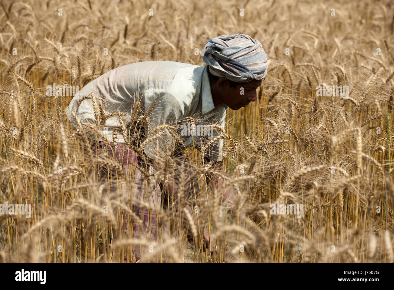 Farmer reaping wheat hi-res stock photography and images - Alamy
