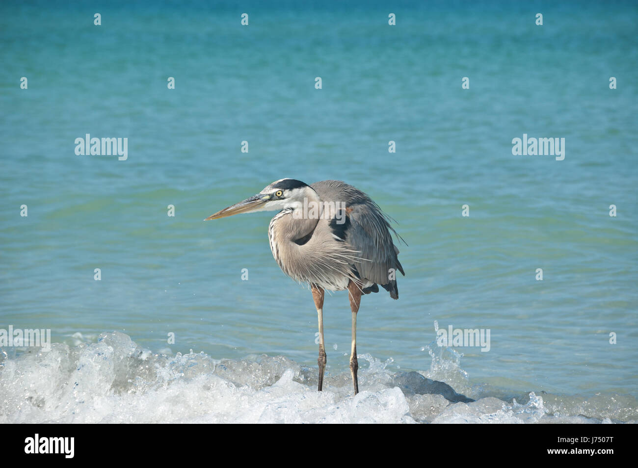 bird wildlife heron blue horizon animal bird horizontal wildlife day ...