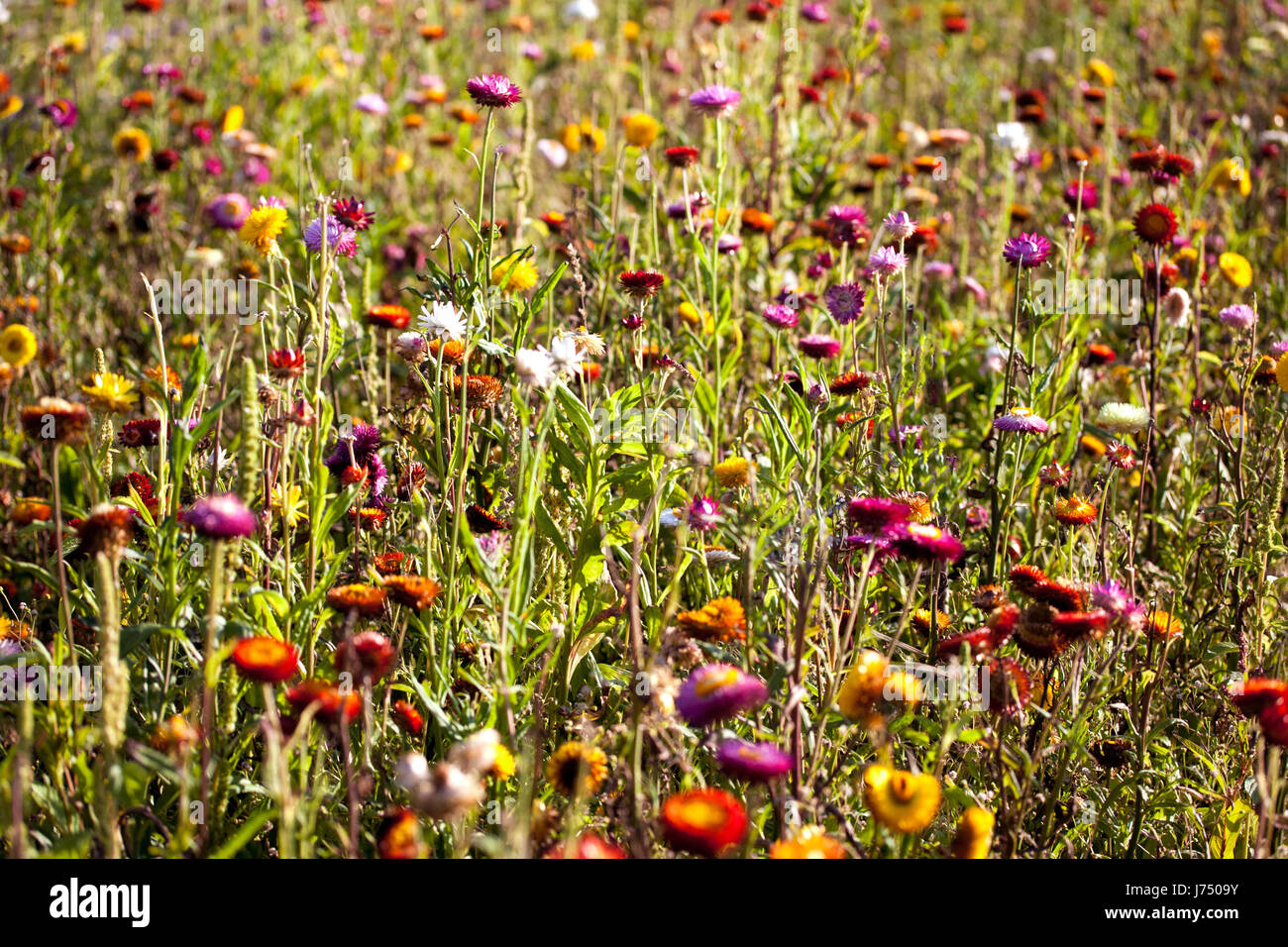 summer flower meadow Stock Photo - Alamy