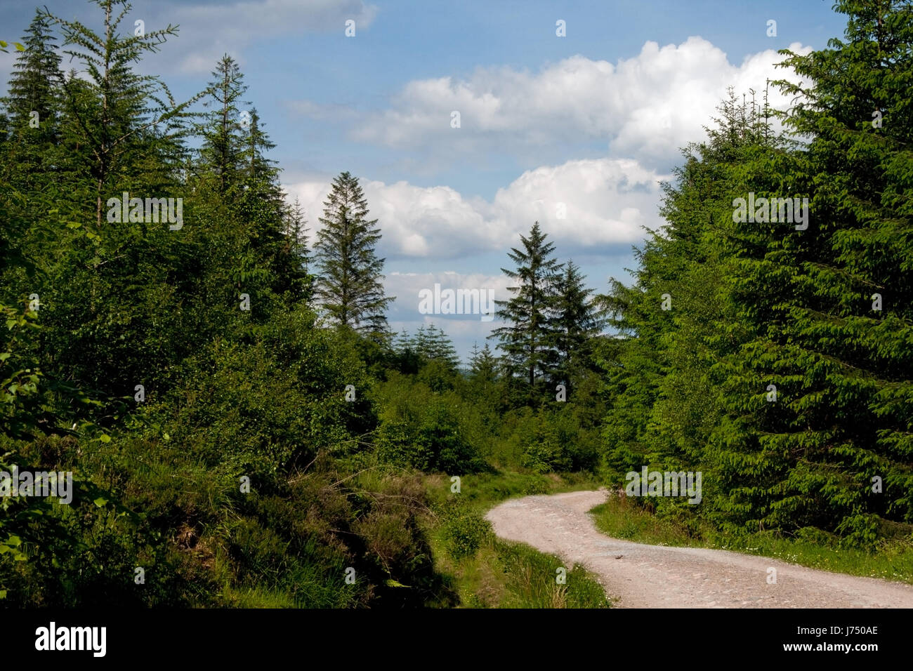 hike go hiking ramble path way scenery countryside nature forest ...