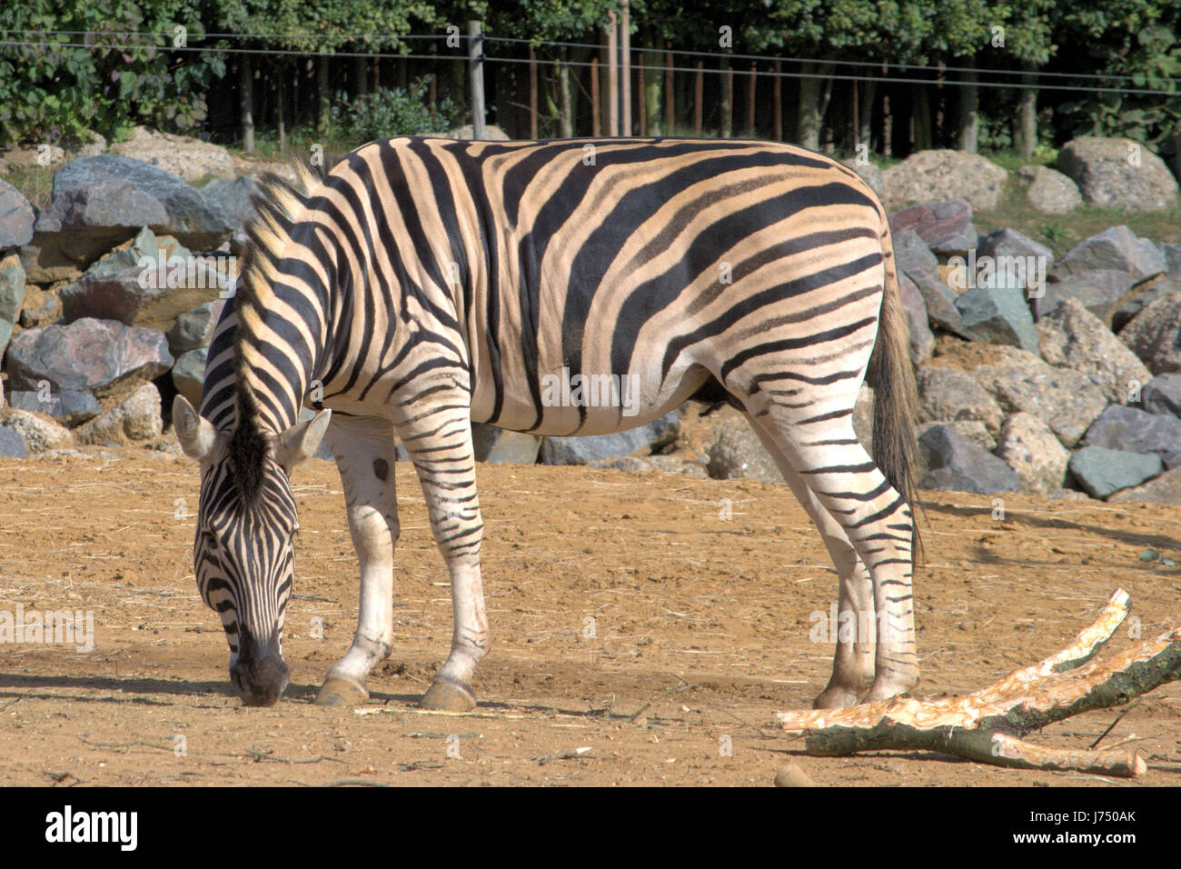 horse animal wild zoo zebra standing African stripes stripe beast ...