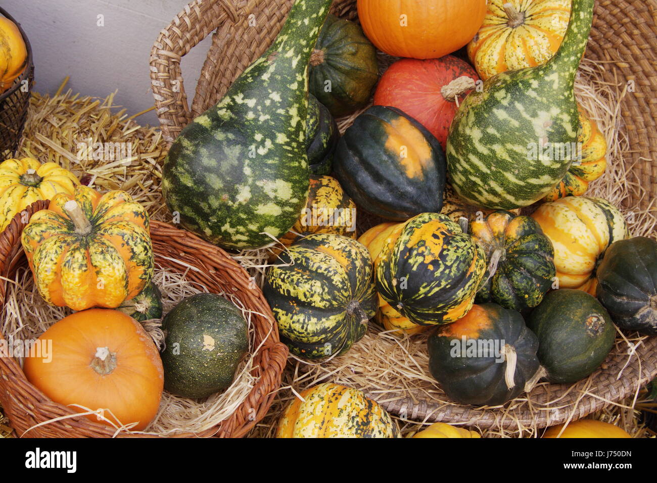 coloured colourful gorgeous multifarious richly coloured decoration ...