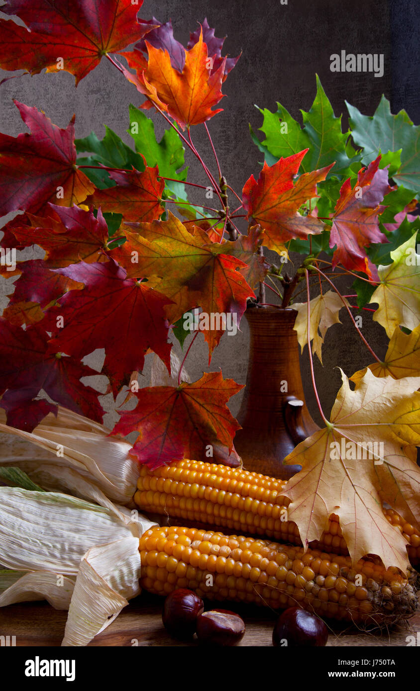 still life maple corn corncob thanksgiving chestnut fall autumn model ...