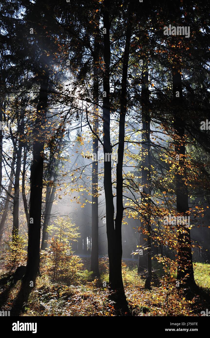 autumn morning at the rennsteig Stock Photo - Alamy