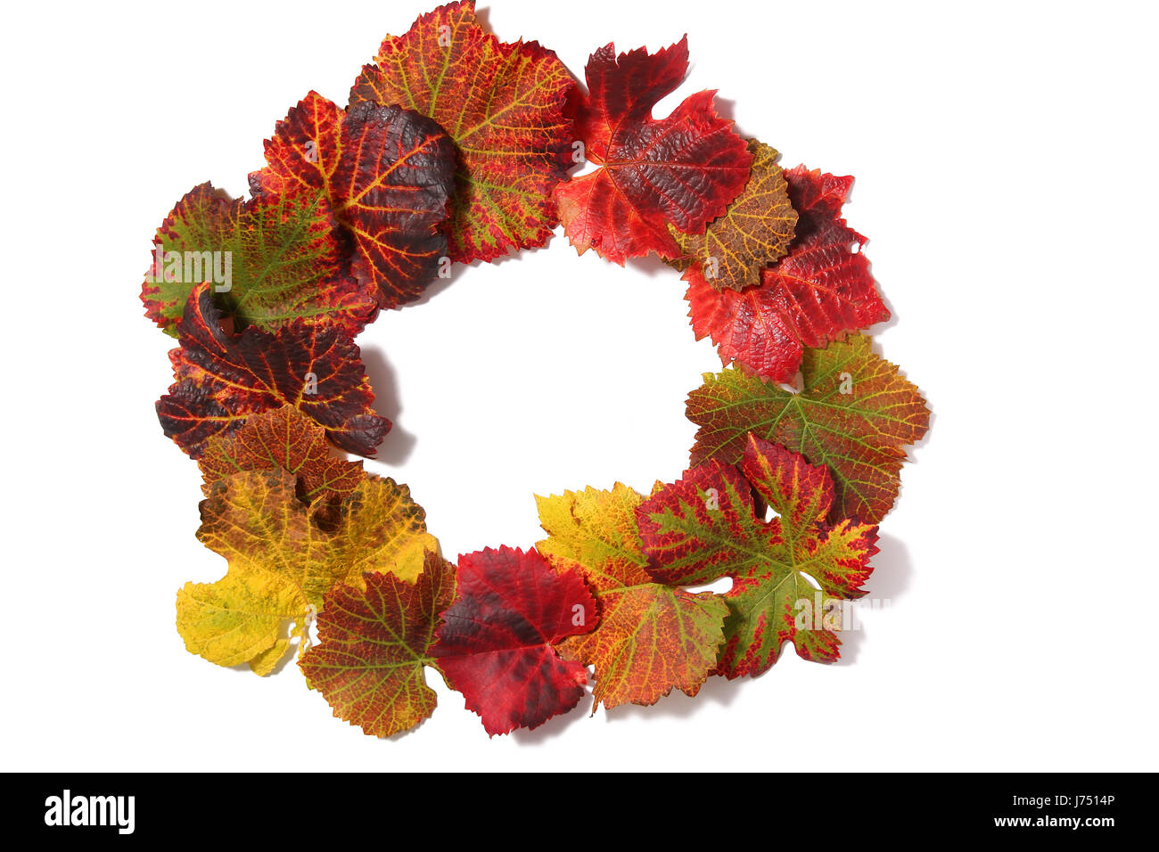 ring leaves circle autumn foliage foliage vine grape vine grape-vine ...