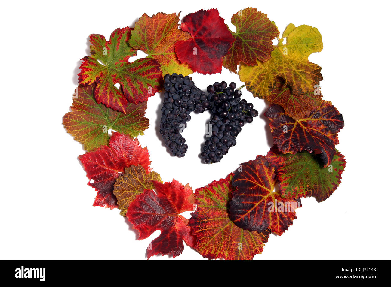 ring leaves circle autumn foliage grapes bunches of grapes foliage fall ...