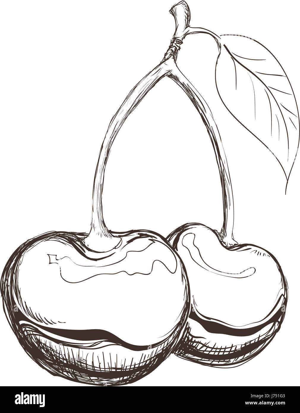 cherries fruit draw Stock Vector Image & Art - Alamy