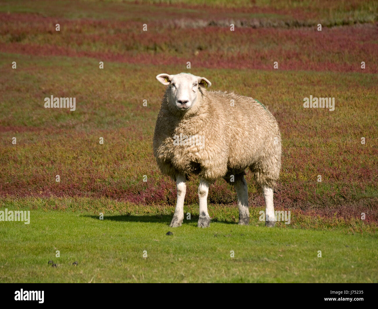sheep series a screen 02 Stock Photo - Alamy