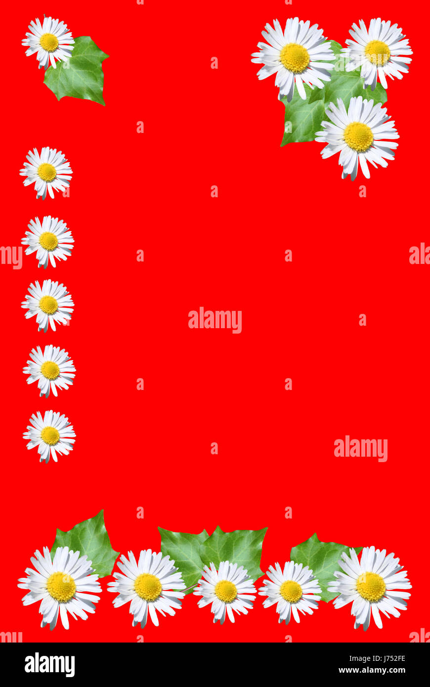 bloom blossom flourish flourishing flower flowers plant florets daisy ...