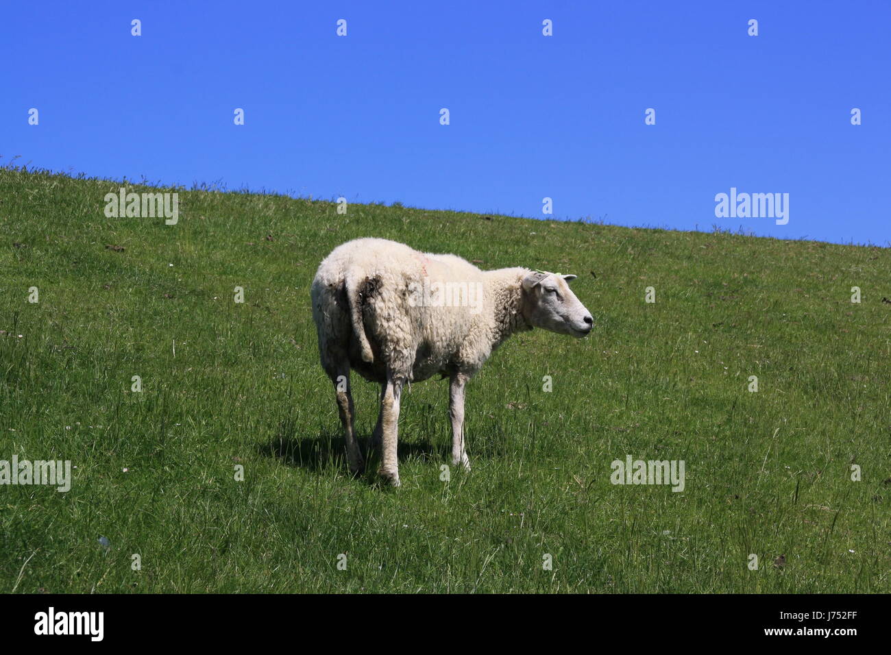 sheep in a meadow Stock Photo - Alamy