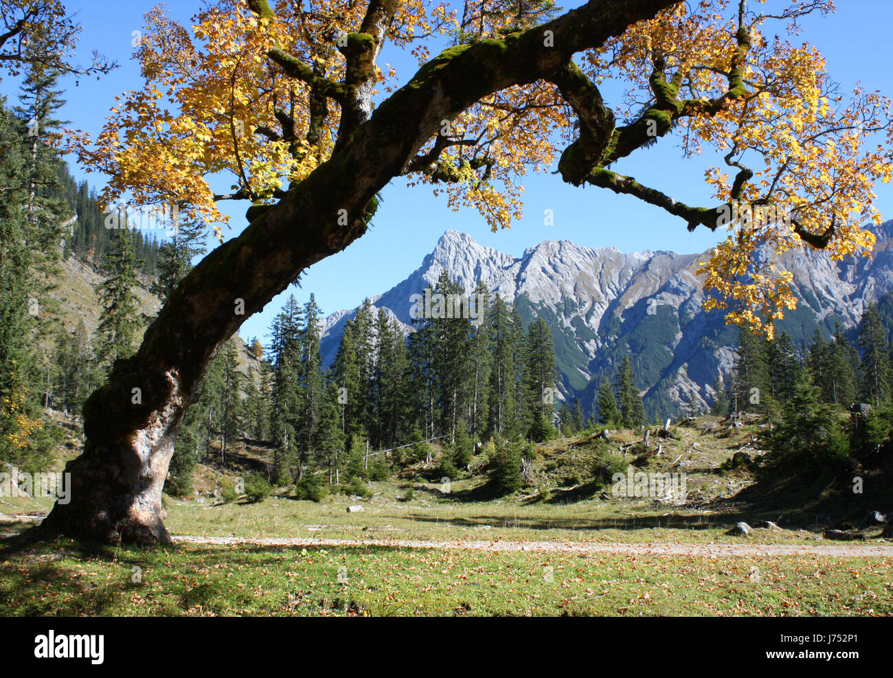 tree mountains maple rise climb climbing ascend uphill tread clamber ...