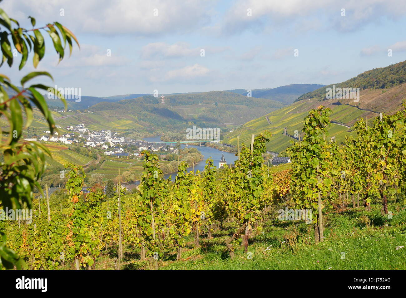 mosel valley in reil and castle Stock Photo - Alamy