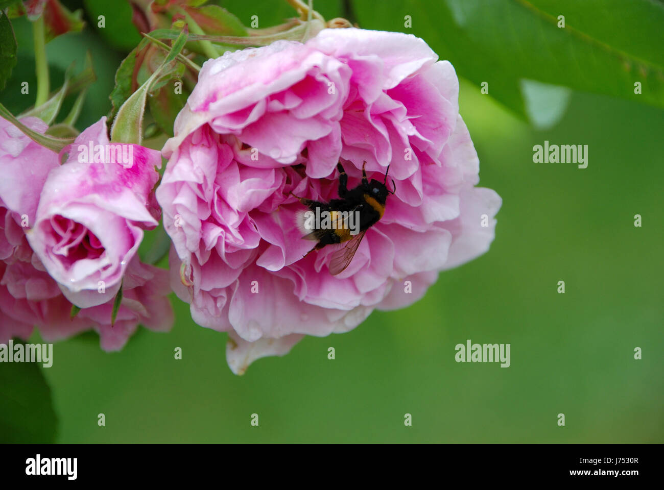 insect flower plant rose bumblebee bloom blossom flourish flourishing ...