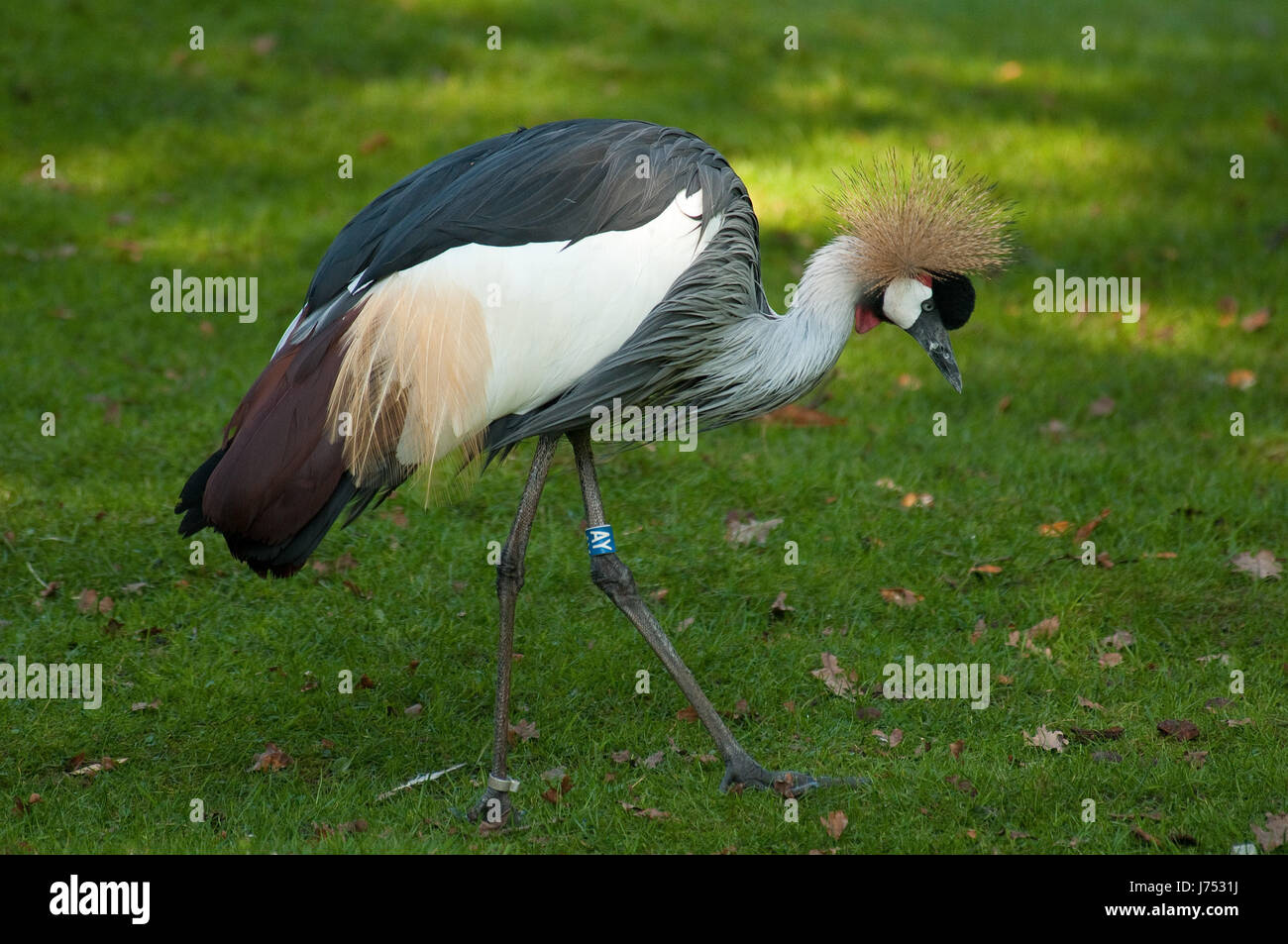 animal bird birds crane nature animal bird animals birds cranes crane ...