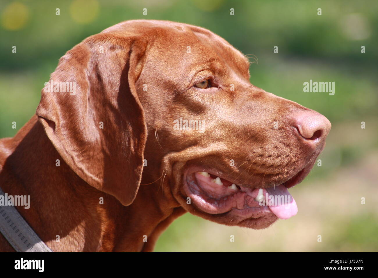 dog male dog pedigree dog hound hungarian male masculine magyar vizsla ...