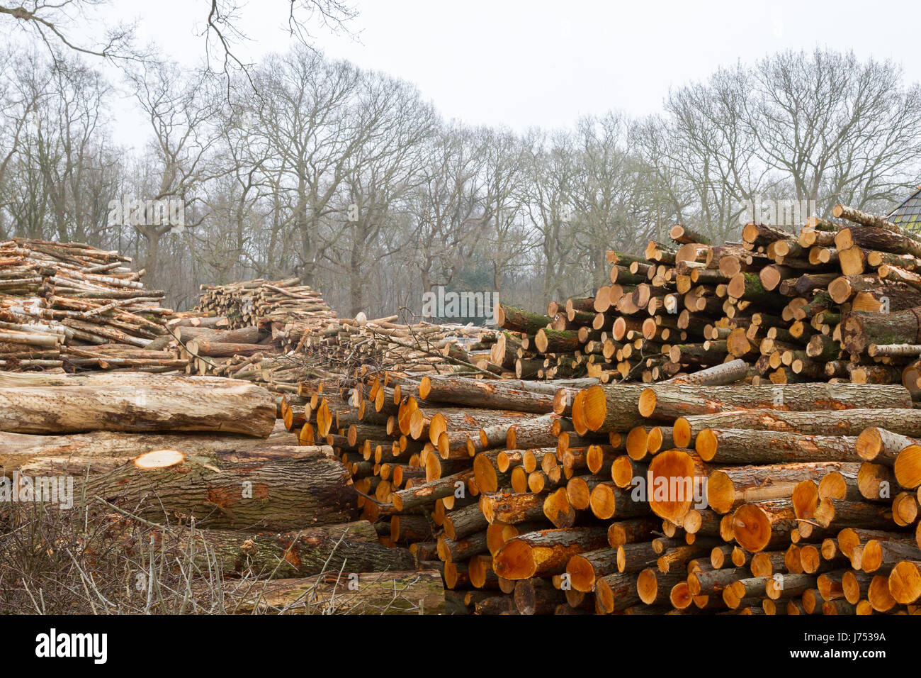 Forrest timber and the environment hi-res stock photography and images ...