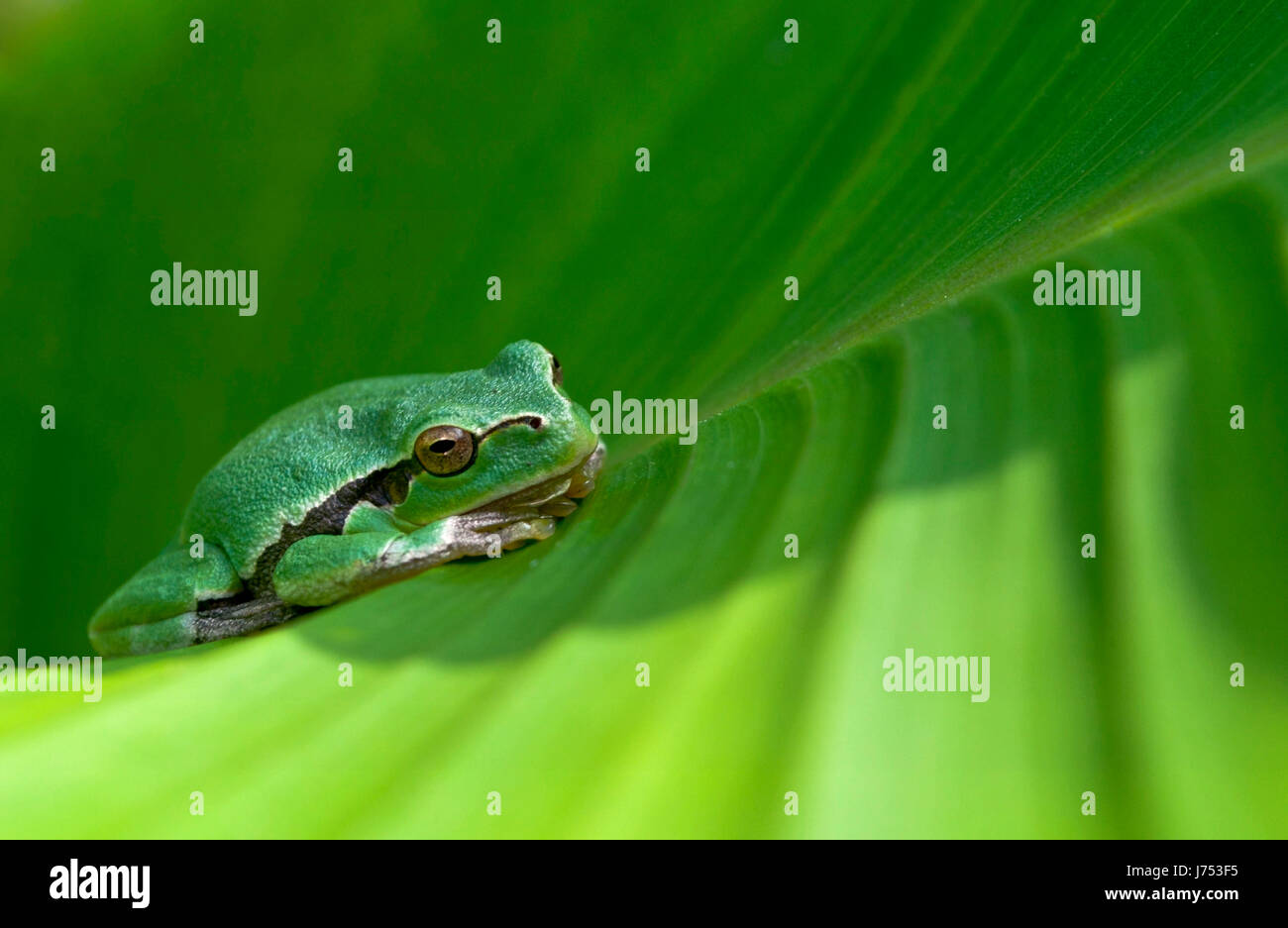 european tree frog Stock Photo - Alamy
