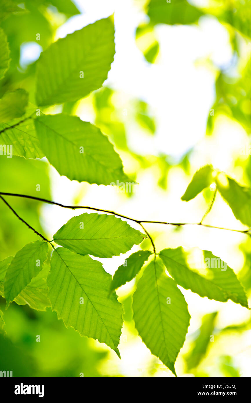 environment enviroment leaves spring ecology clean lawn green foliage ...